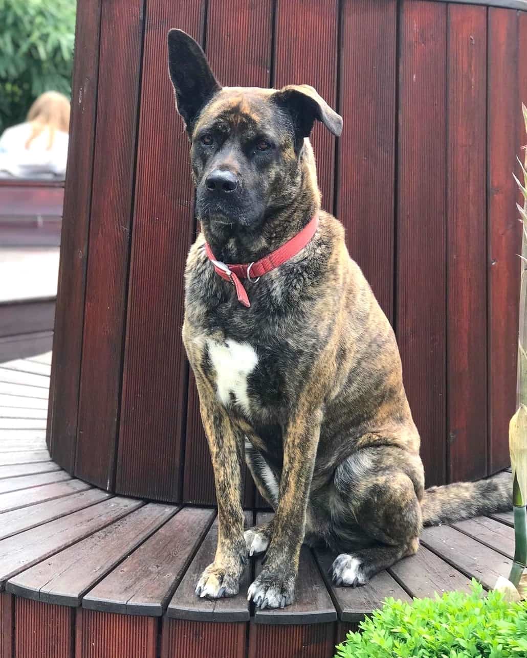 Akita Mixes: 38 Unique Akita Crossbreeds (With Pictures)