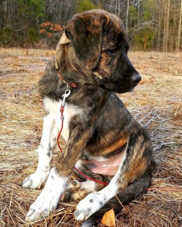 27 Beautiful Great Pyrenees Mixes (With Pictures) - Bubbly Pet