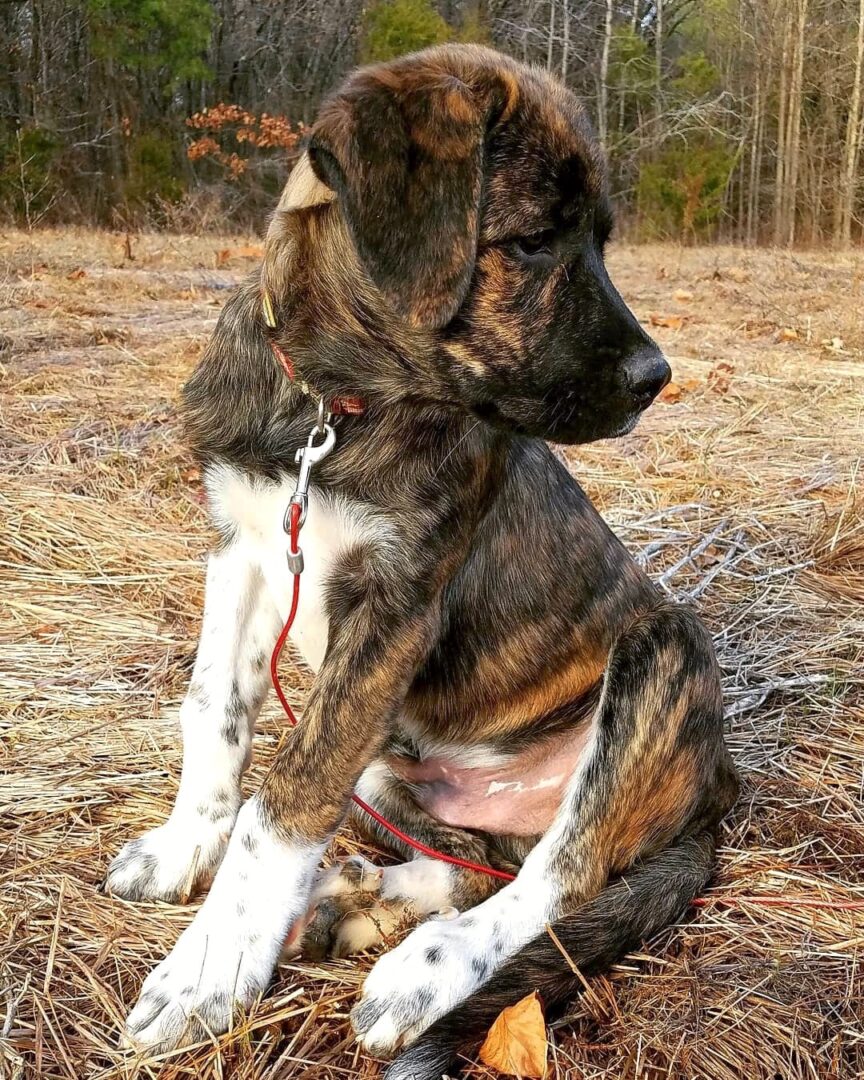 27 Beautiful Great Pyrenees Mixes (With Pictures) - Bubbly Pet