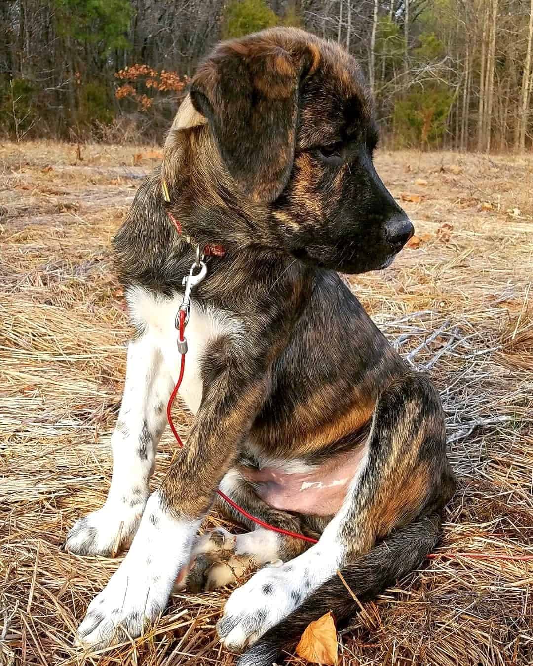 27 Beautiful Great Pyrenees Mixes (With Pictures) - Bubbly Pet