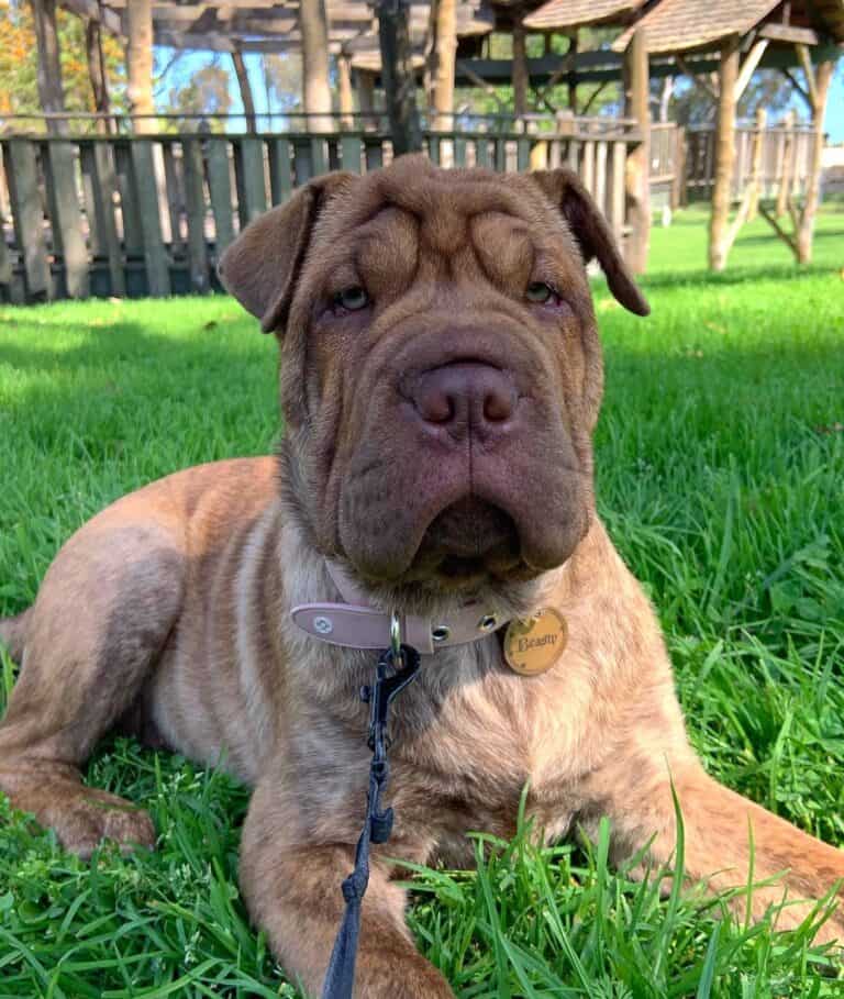37 Interesting Shar-Pei Mixes You Must See (With Pictures)