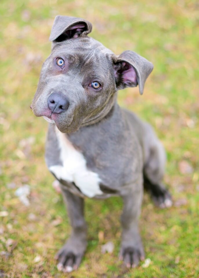 Cane Corso Mixes: 21 Unusual Crossbreeds