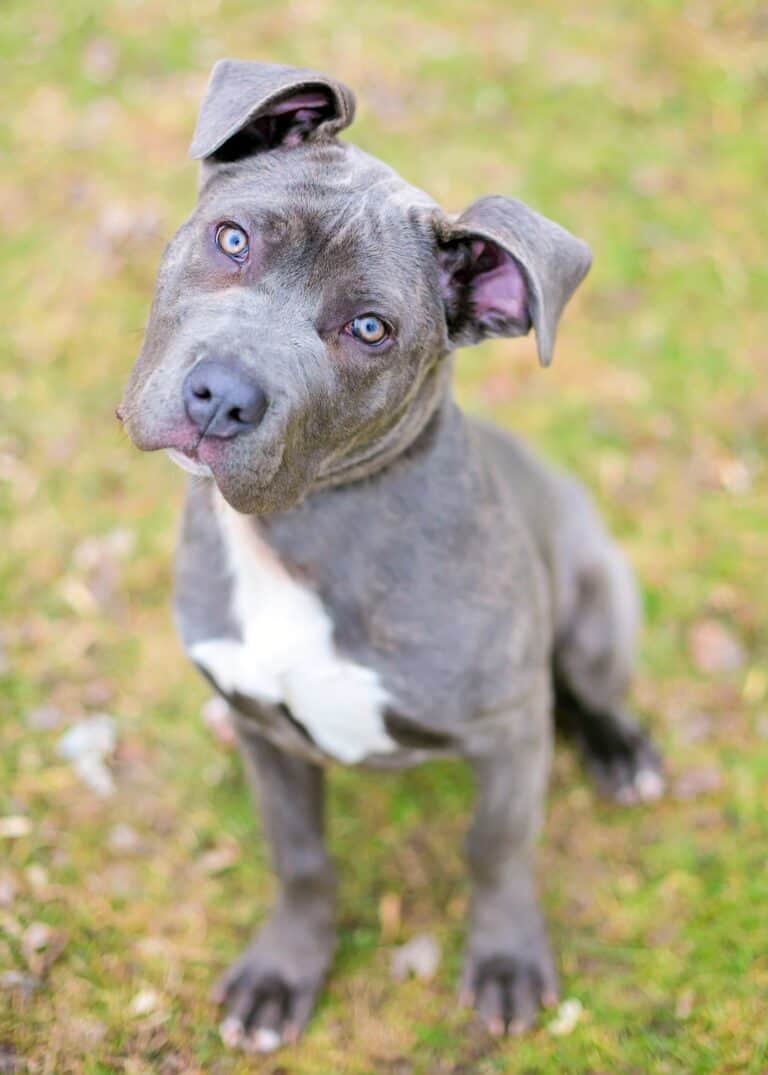 Cane Corso Mixes: 21 Unusual Crossbreeds