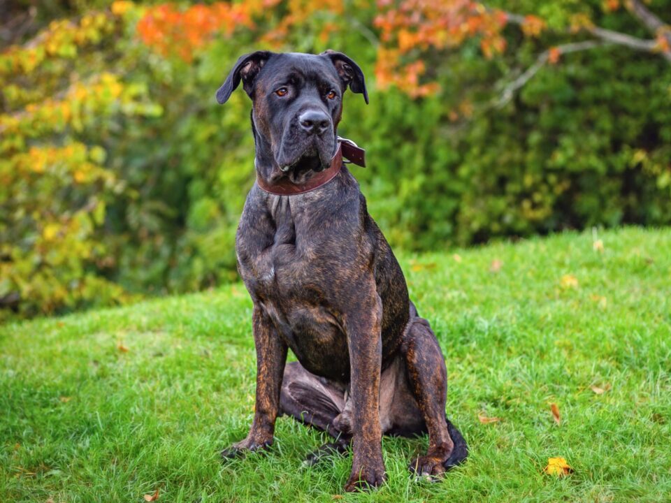 Cane Corso Mixes: 21 Unusual Crossbreeds