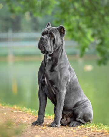 Cane Corso Ear Cropping: Everything You Need to Know