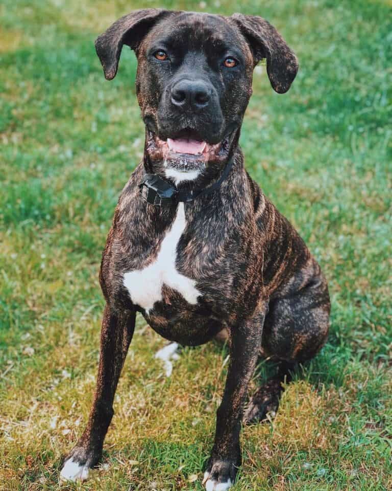 50 Wonderful Boxer Mixes That Will Surely Brighten Your Day!