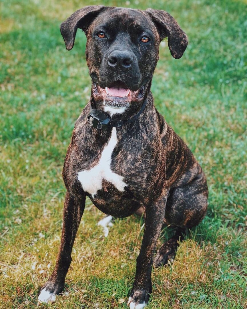 50 Wonderful Boxer Mixes That Will Surely Brighten Your Day!