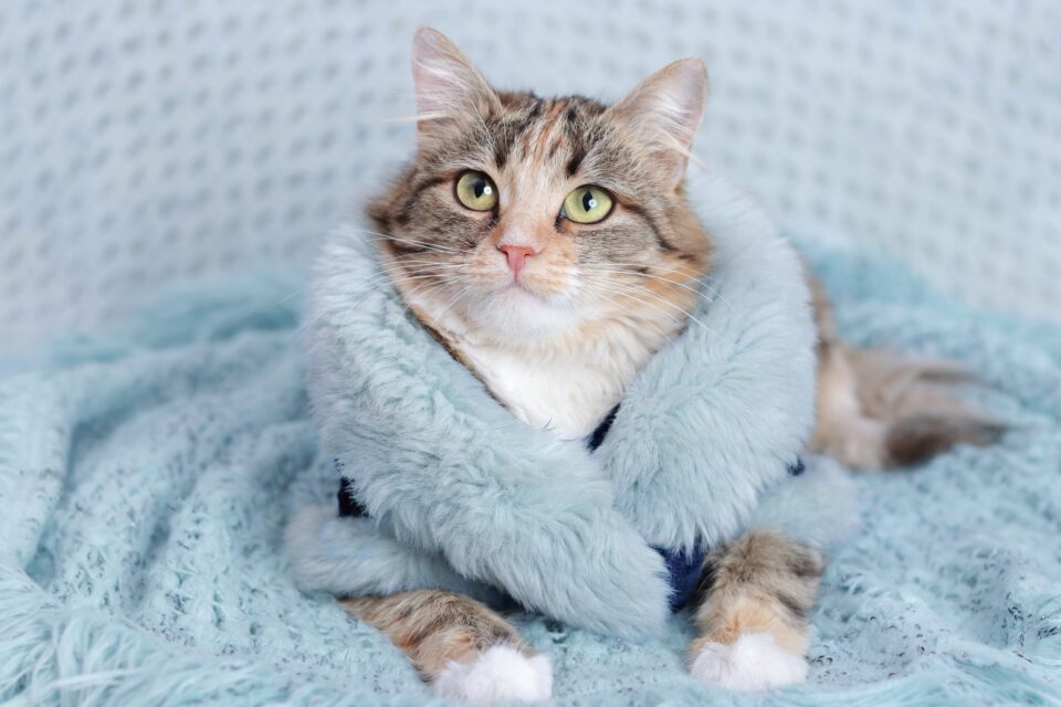 12 Awesome Cat Breeds With Big Noses (With Pictures)