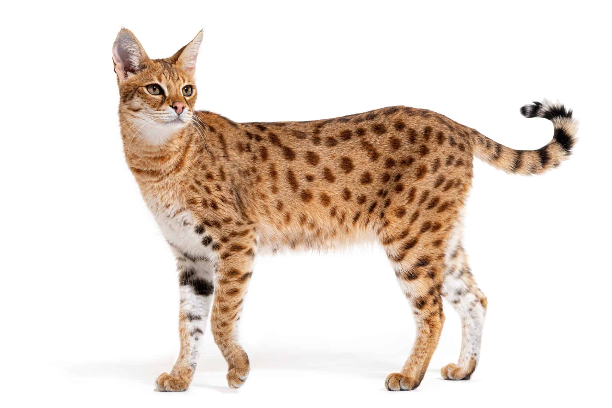 Top 13 Cat Breeds With Very Long Legs (With Pictures & Facts)