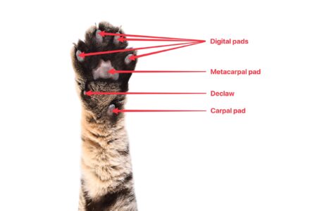 Cat Paw Anatomy, Facts, Care Guide, Pictures, FAQs & More