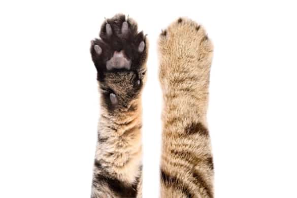 Cat Paw Anatomy, Facts, Care Guide, Pictures, FAQs & More