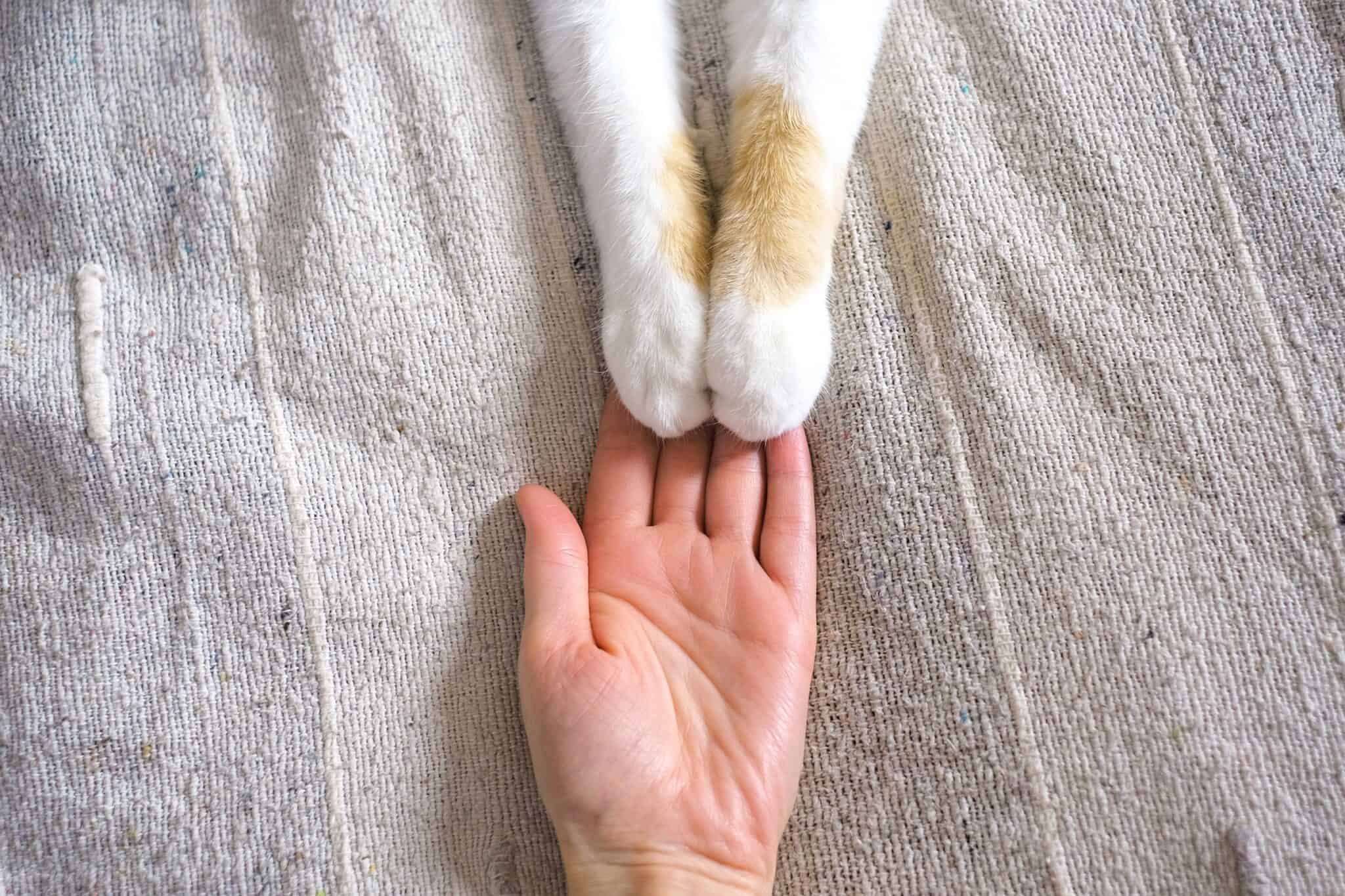 Cat Paw Anatomy, Facts, Care Guide, Pictures, FAQs & More