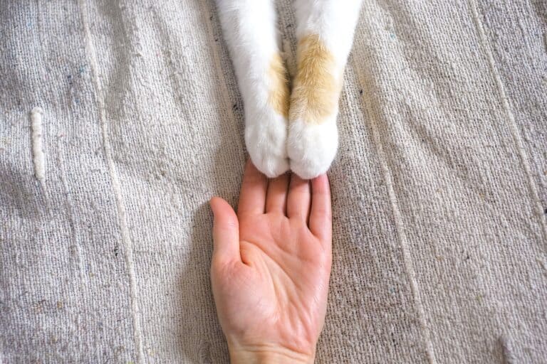 Cat Paw Anatomy, Facts, Care Guide, Pictures, FAQs & More