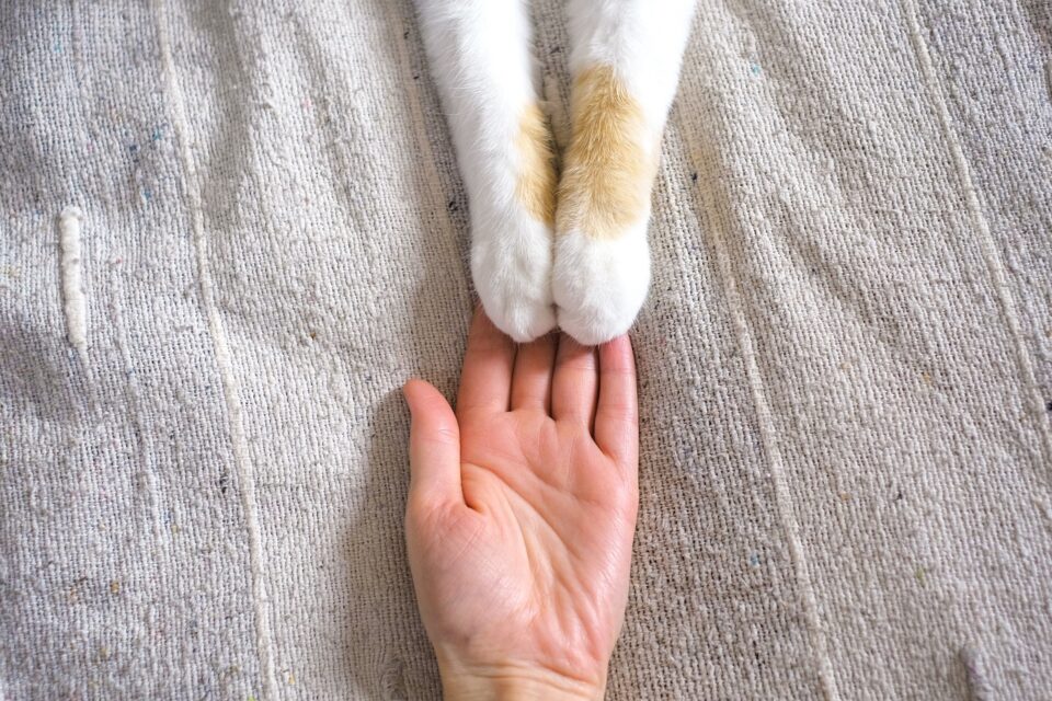 Cat Paw Anatomy, Facts, Care Guide, Pictures, FAQs & More
