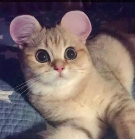 Do Cats With Round Ears Exist? - Myths & Facts Explained