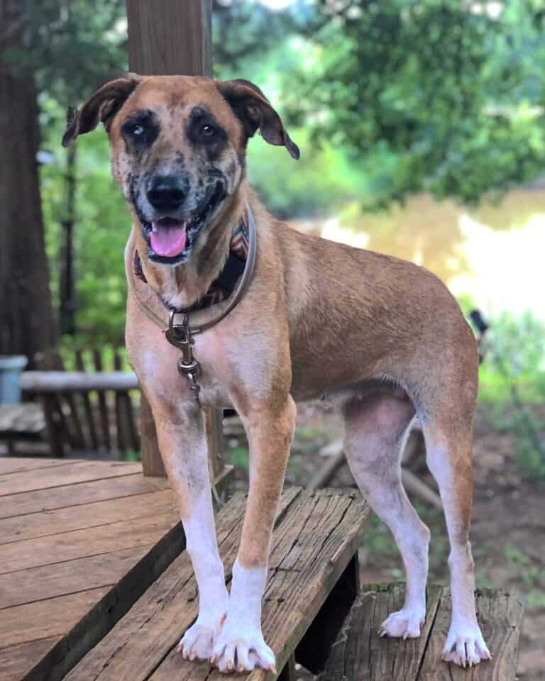Akita Mixes: 38 Unique Akita Crossbreeds (With Pictures)