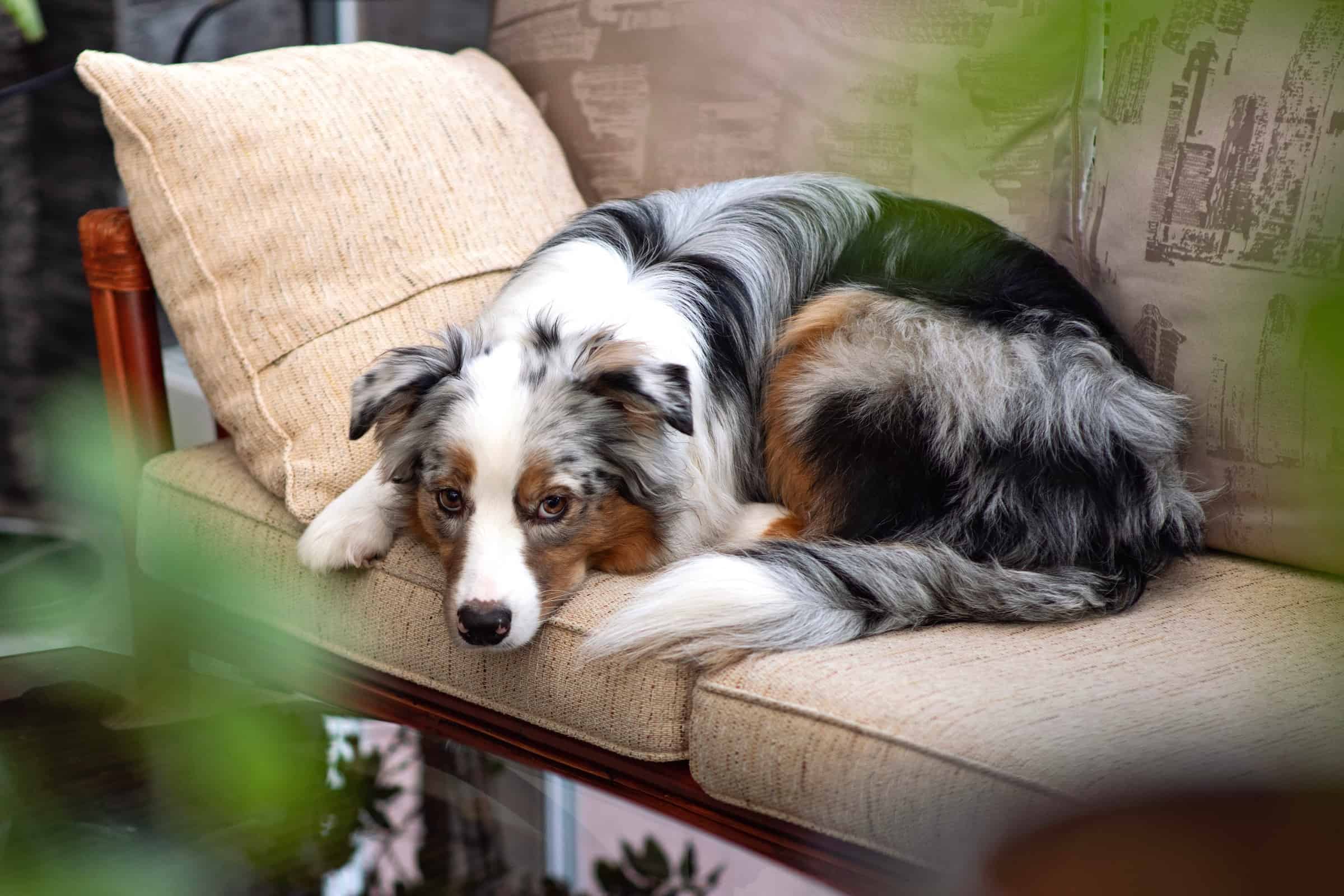 Are Australian Shepherds Aggressive? (& How to Stop Aggression ...