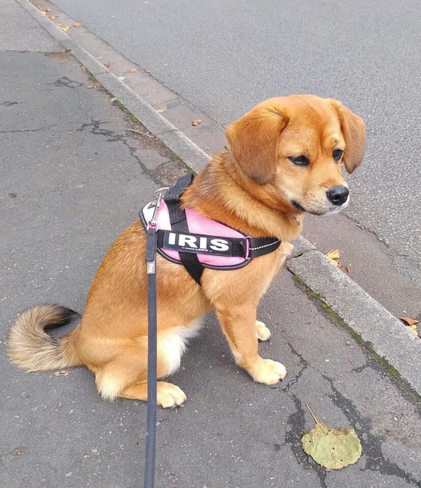 Shiba Inu Mixes: 20 Different Shiba Crossbreeds