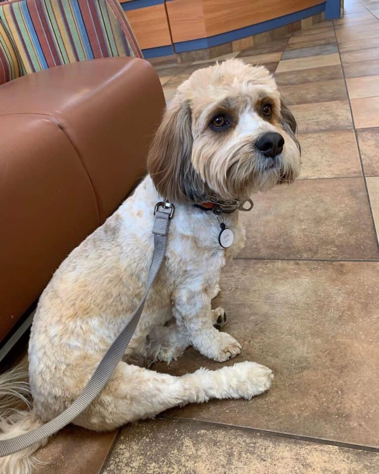 Havanese Mixes: 30 Cutest Havanese Hybrids