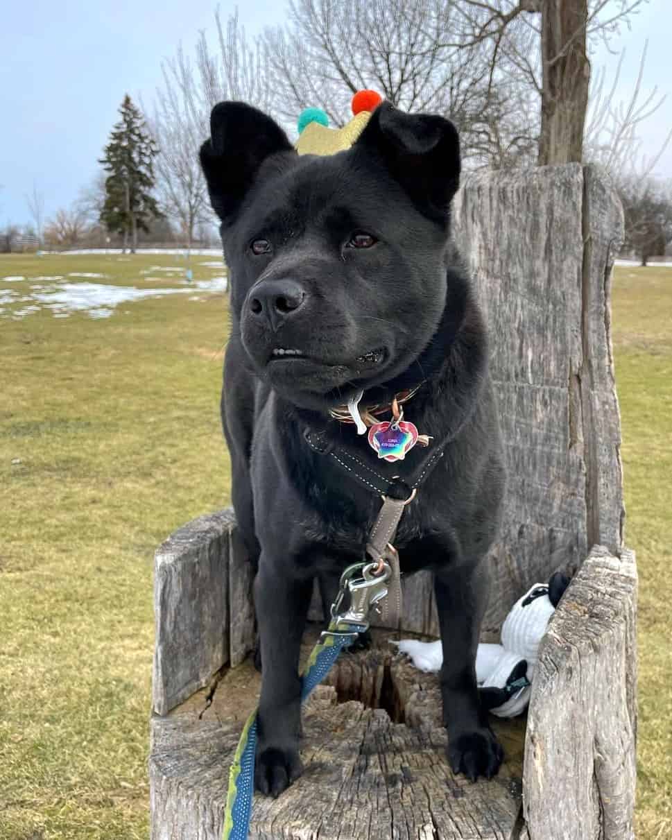 Chow Chow Mixes: 28 Different Chow Hybrids (With Pictures)