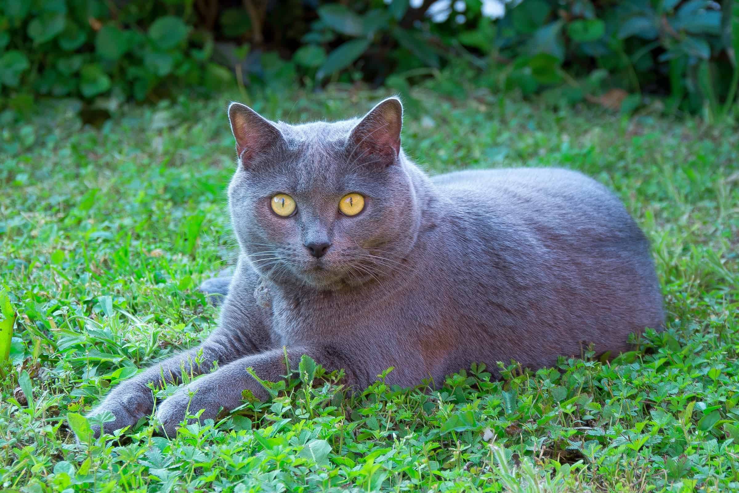 Orange Eyes in Cats: What Breed of Cat Has Orange Eyes?