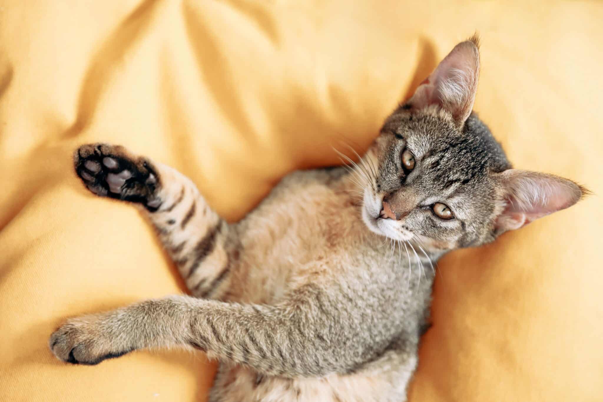 12 Awesome Cat Breeds With Big Noses (With Pictures)