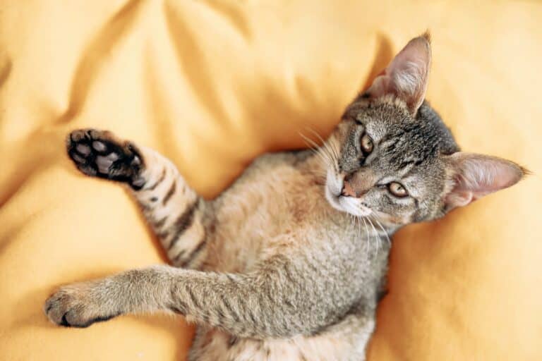 12 Awesome Cat Breeds With Big Noses (With Pictures)