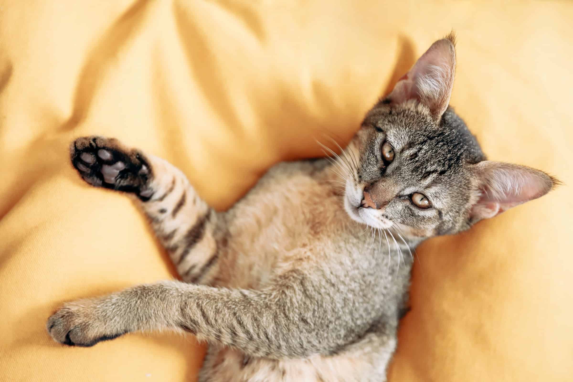 12 Awesome Cat Breeds With Big Noses (With Pictures)