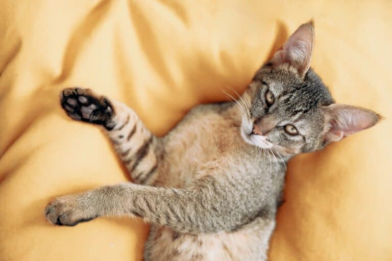 Top 13 Cat Breeds With Very Long Legs (With Pictures & Facts)