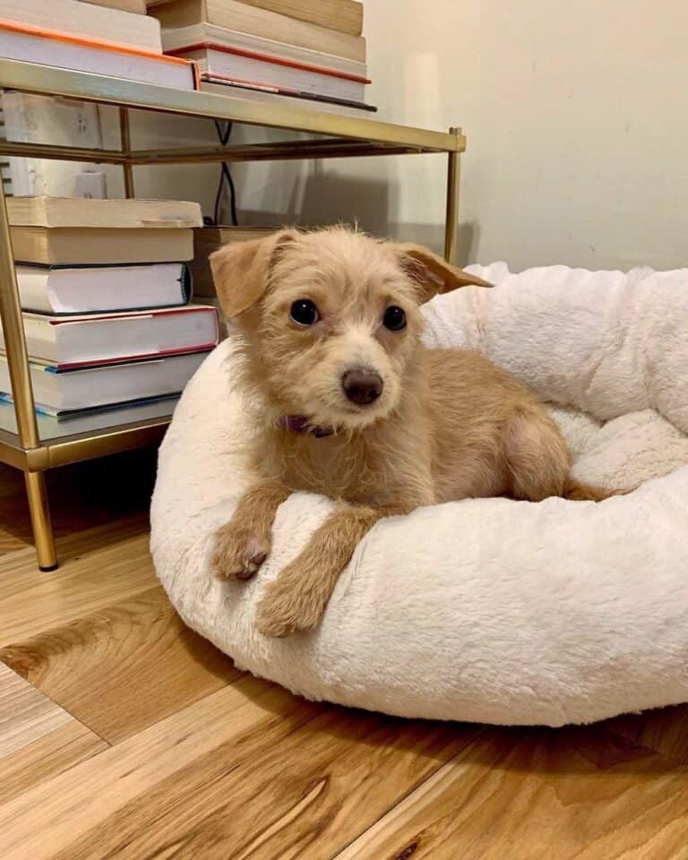 Havanese Mixes: 30 Cutest Havanese Hybrids