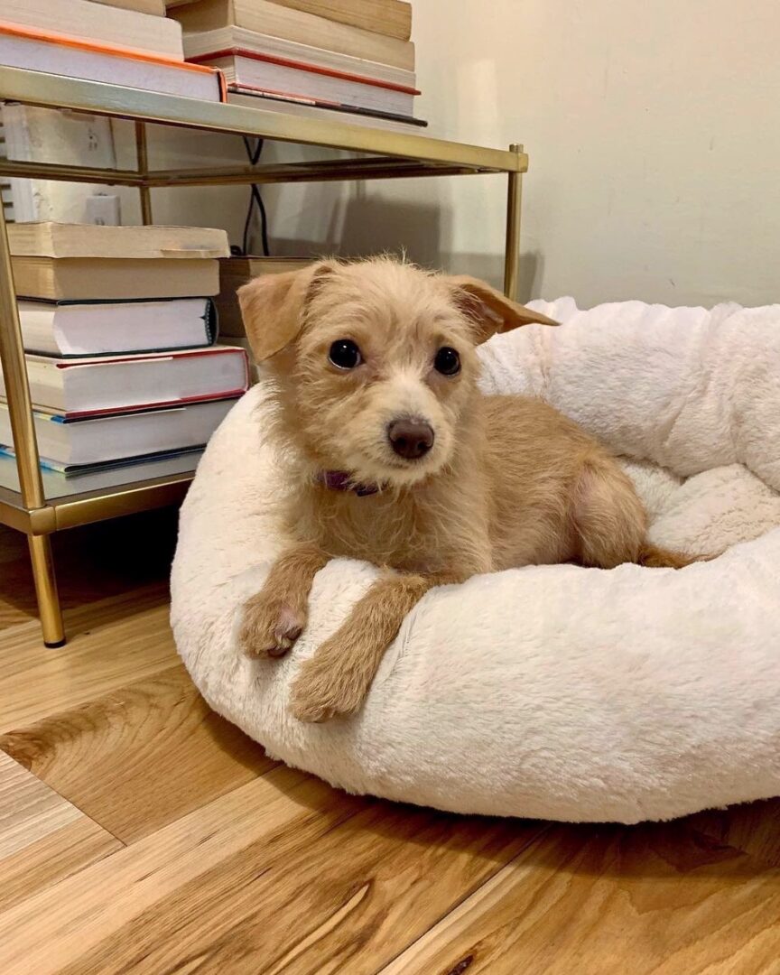 Havanese Mixes: 30 Cutest Havanese Hybrids