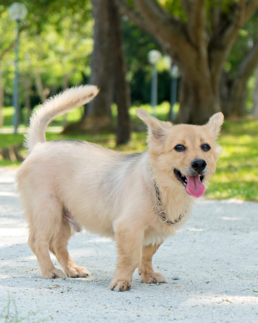 64 Cutest Corgi Mixes You'll Want to Adopt (With Pictures)