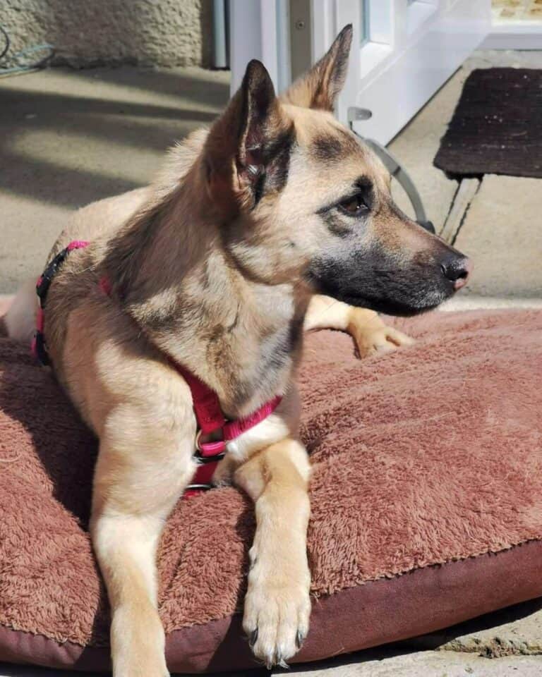 Belgian Malinois Mixes: 22 Unique Crossbreeds (With Pictures)