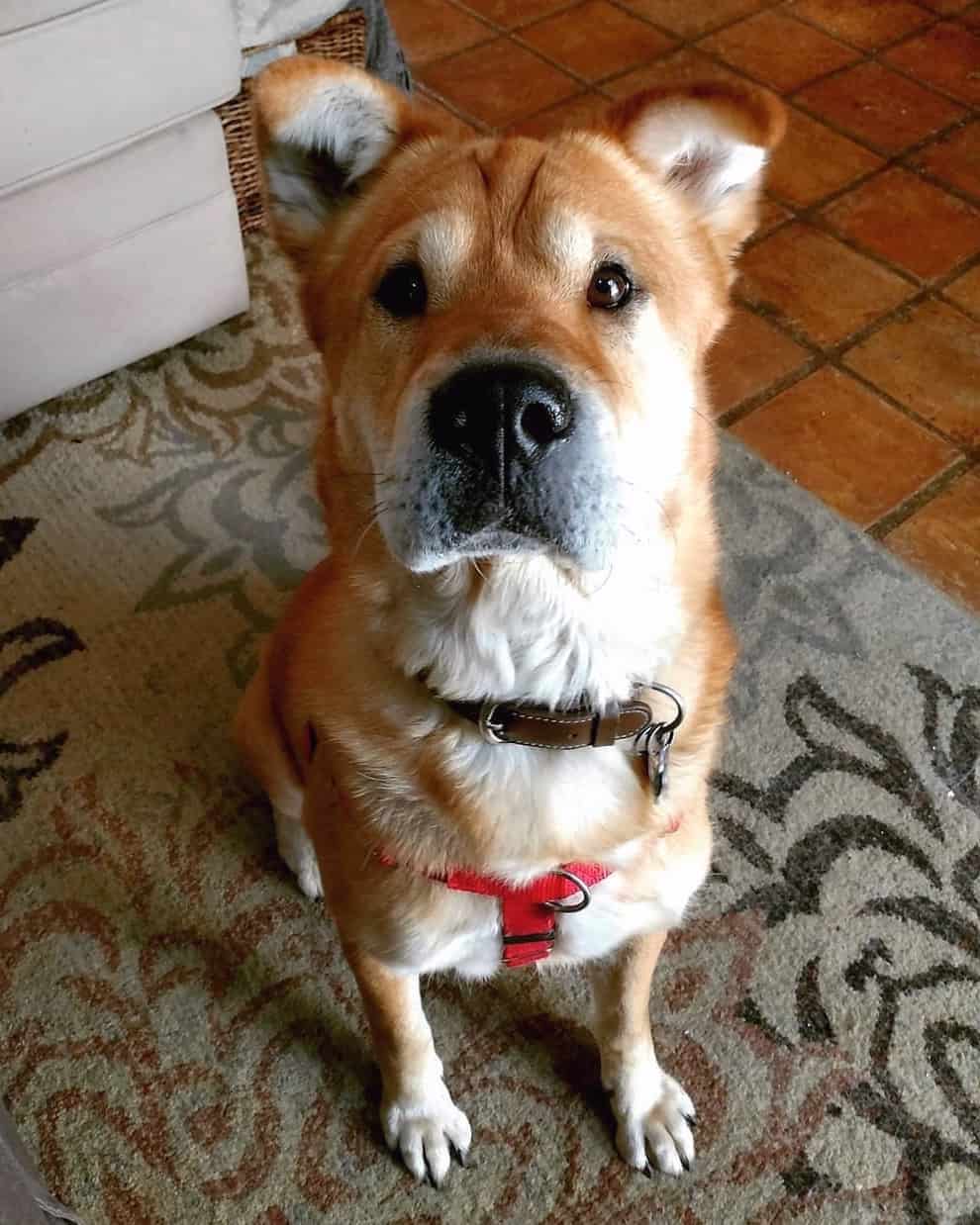 Akita Mixes: 38 Unique Akita Crossbreeds (With Pictures)