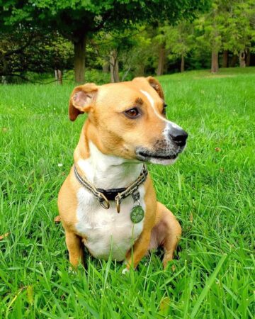 62 Pitbull Mixes That Will Make Your Day (With Pictures)