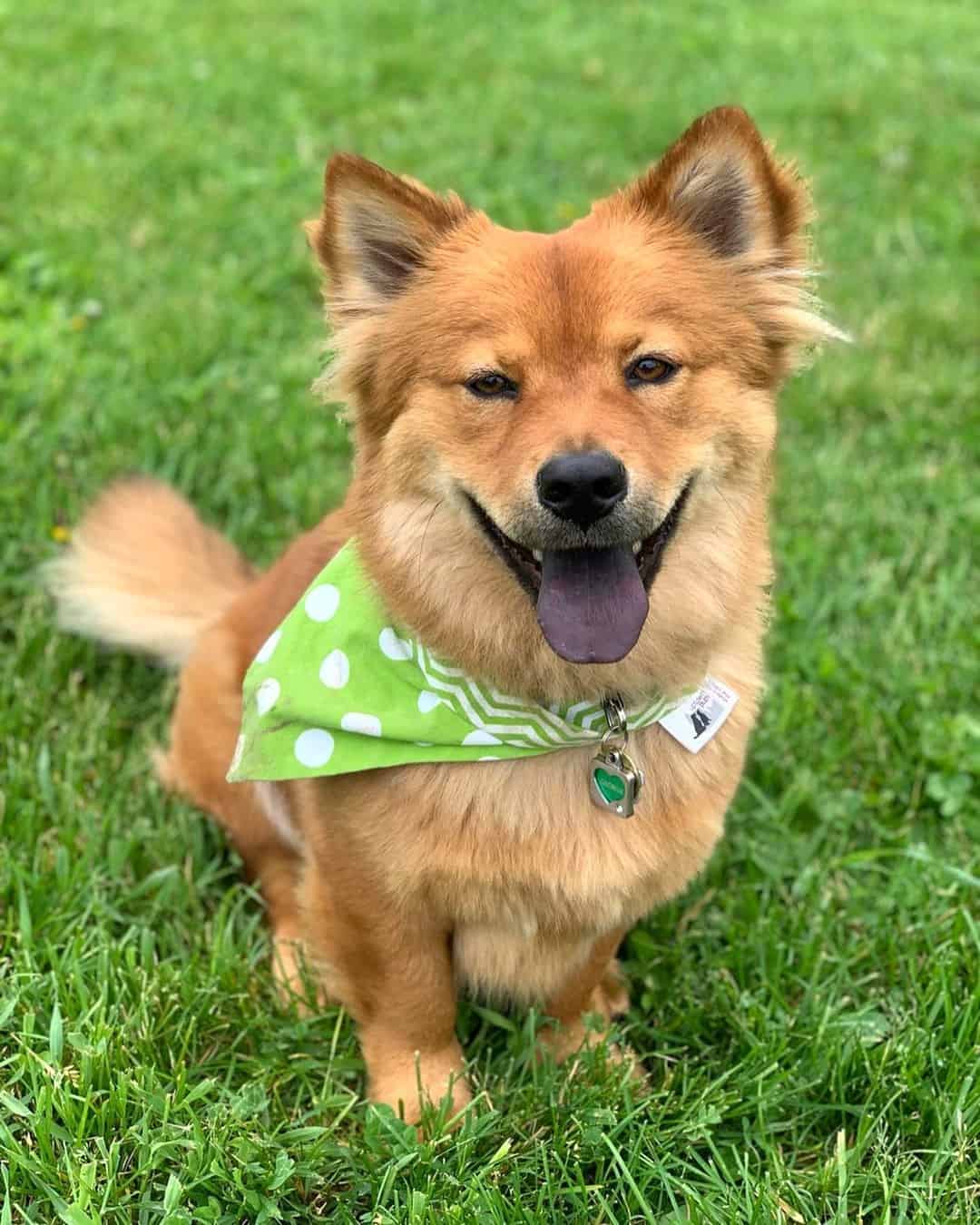 64 Cutest Corgi Mixes You'll Want to Adopt (With Pictures)