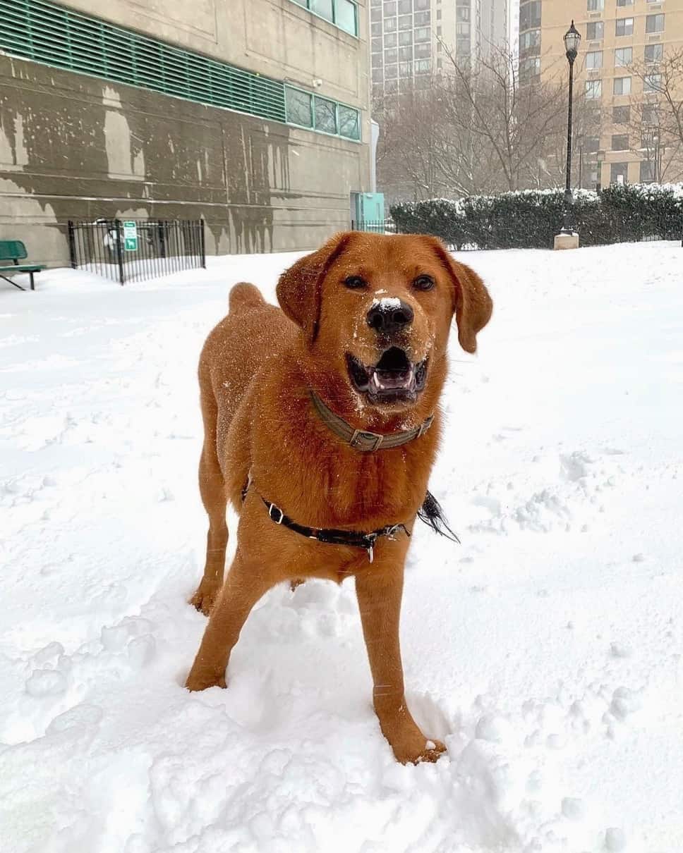 Chow Chow Mixes: 28 Different Chow Hybrids (With Pictures)