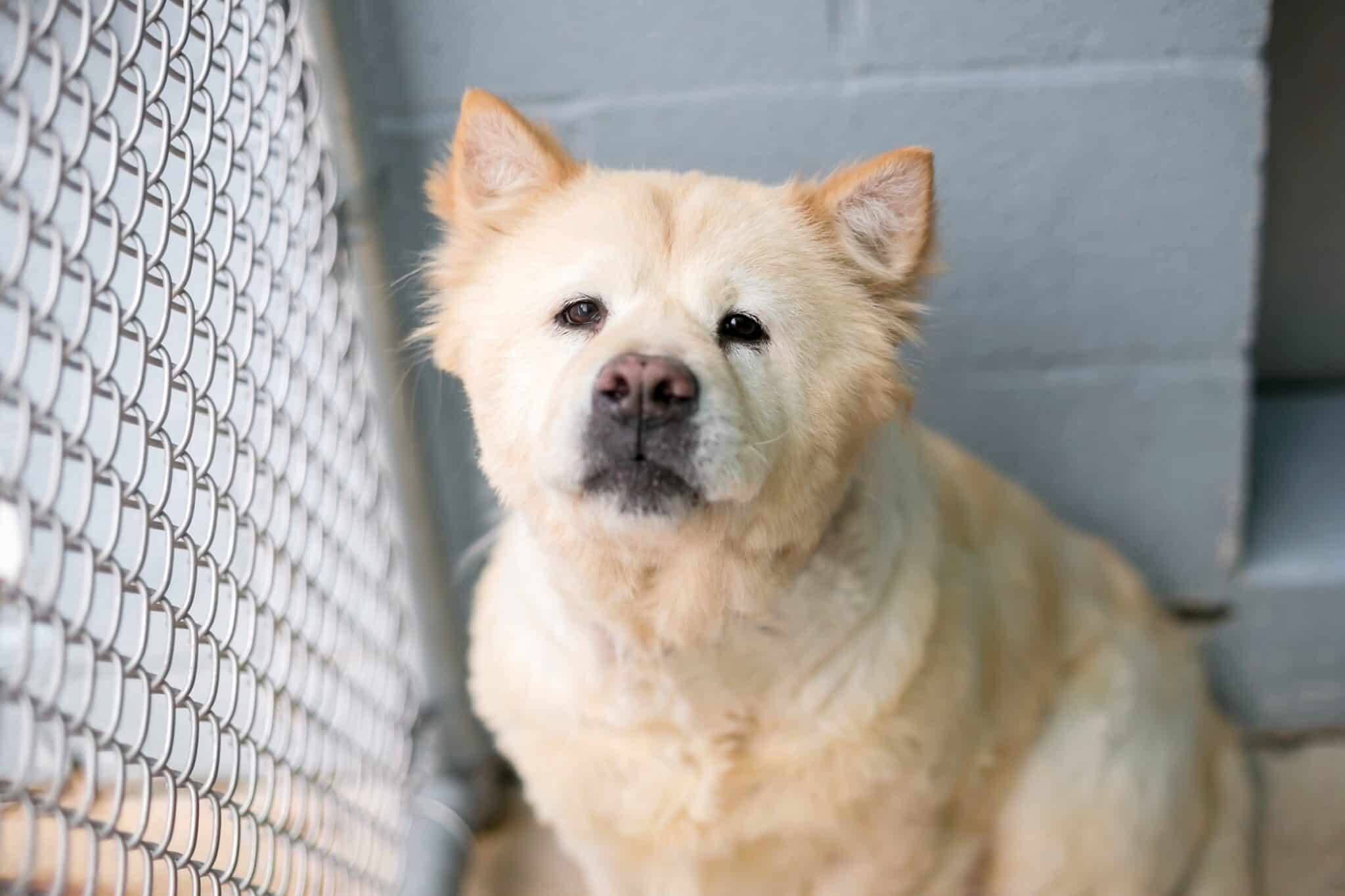 Chow Chow Mixes: 28 Different Chow Hybrids (With Pictures)