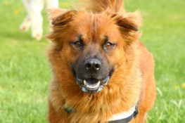 Chow Chow Mixes: 28 Different Chow Hybrids (With Pictures)