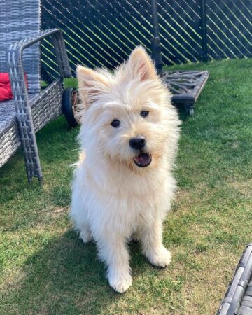 Chow Chow Mixes: 28 Different Chow Hybrids (With Pictures)