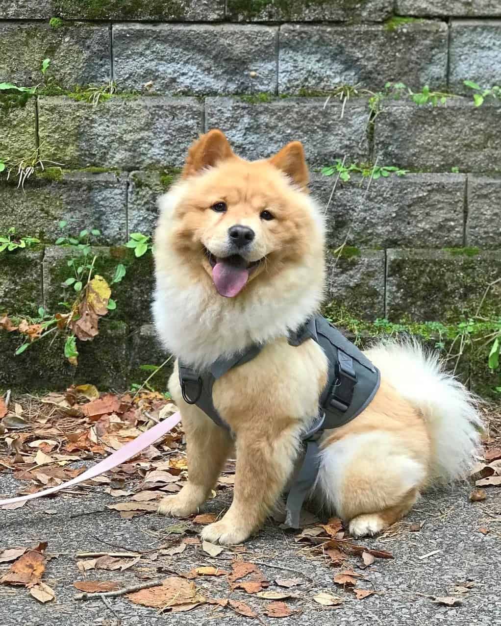 Shiba Inu Mixes: 20 Different Shiba Crossbreeds