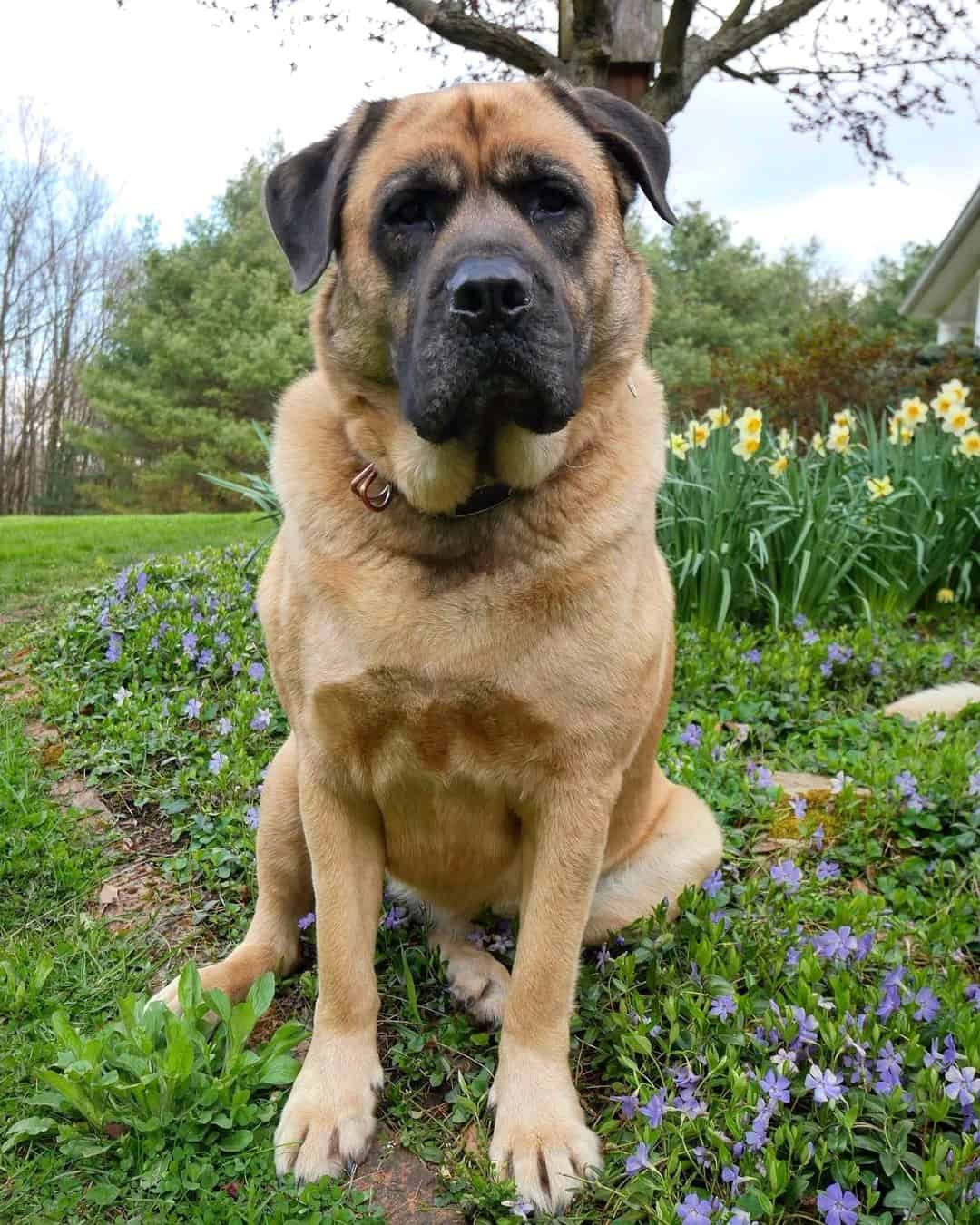 Chow Chow Mixes: 28 Different Chow Hybrids (With Pictures)