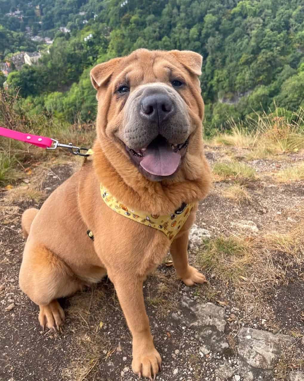 Chow Chow Mixes: 28 Different Chow Hybrids (With Pictures)