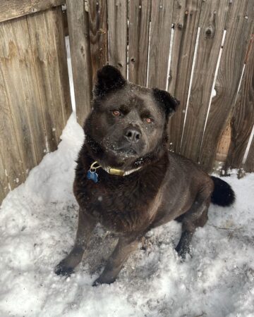 Chow Chow Mixes: 28 Different Chow Hybrids (With Pictures)