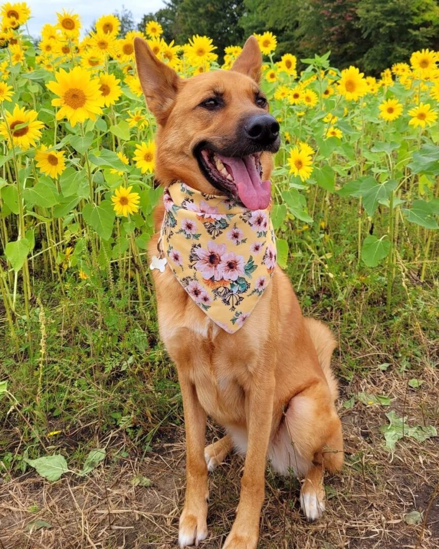 Chow Chow Mixes: 28 Different Chow Hybrids (With Pictures)