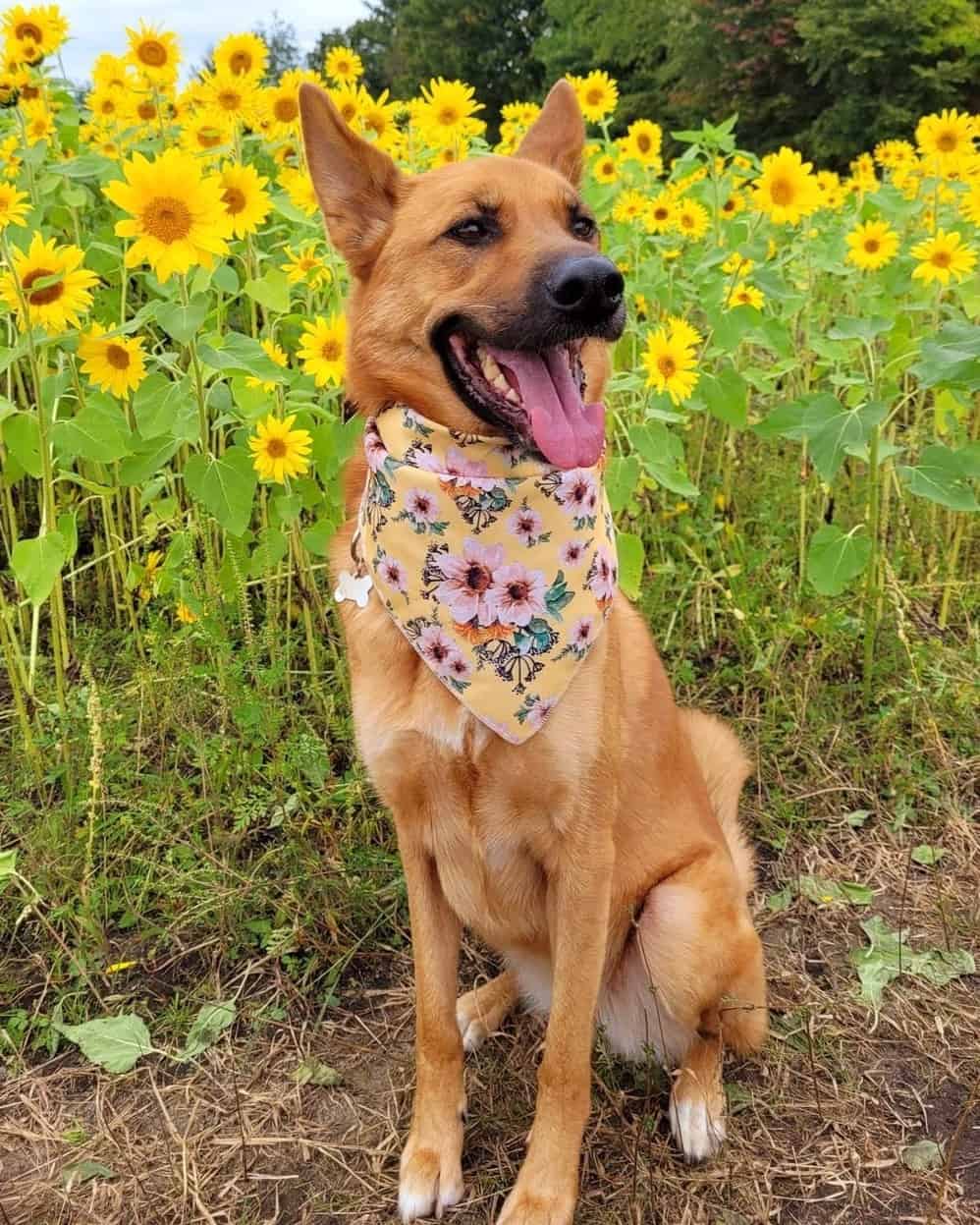 Chow Chow Mixes: 28 Different Chow Hybrids (With Pictures)