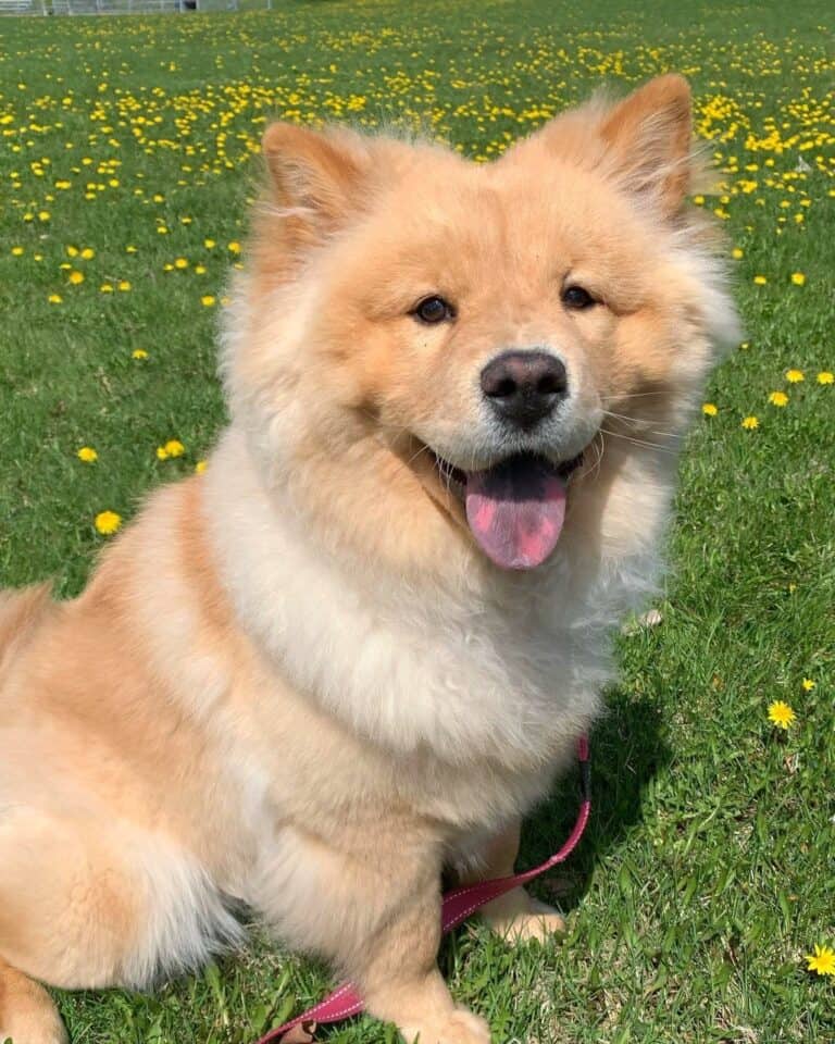 Chow Chow Mixes: 28 Different Chow Hybrids (With Pictures)