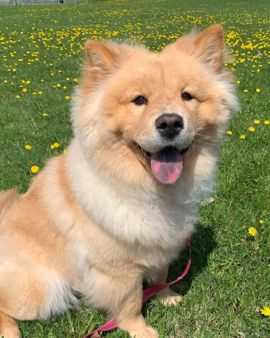 Chow Chow Mixes: 28 Different Chow Hybrids (With Pictures)