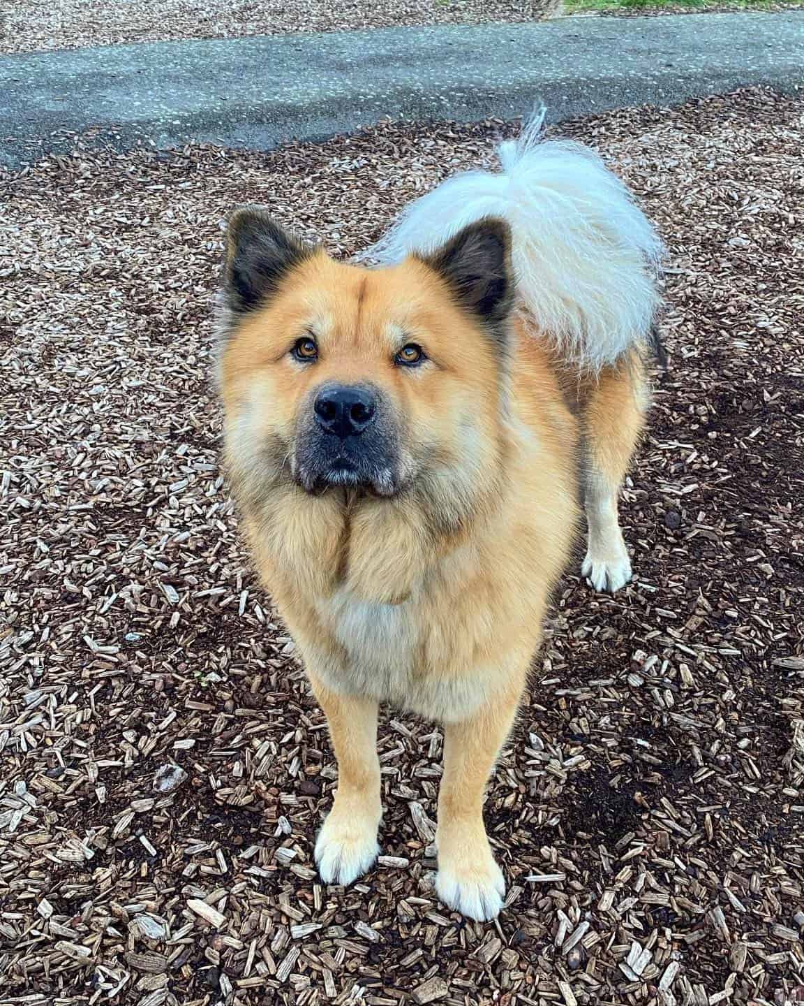 Akita Mixes: 38 Unique Akita Crossbreeds (With Pictures)