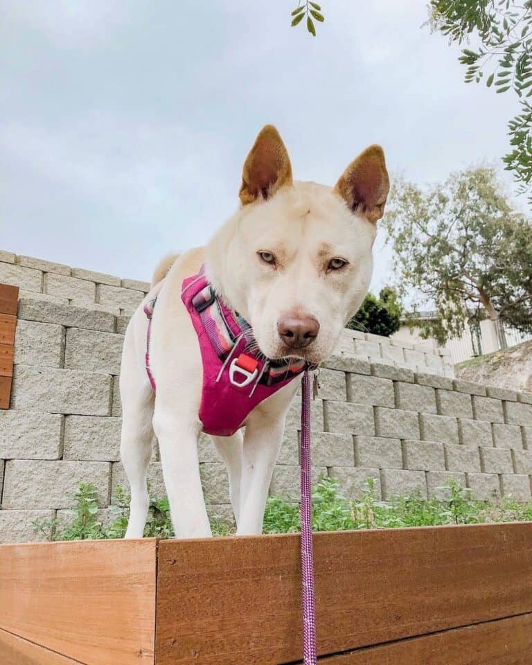 Chow Chow Mixes: 28 Different Chow Hybrids (With Pictures)